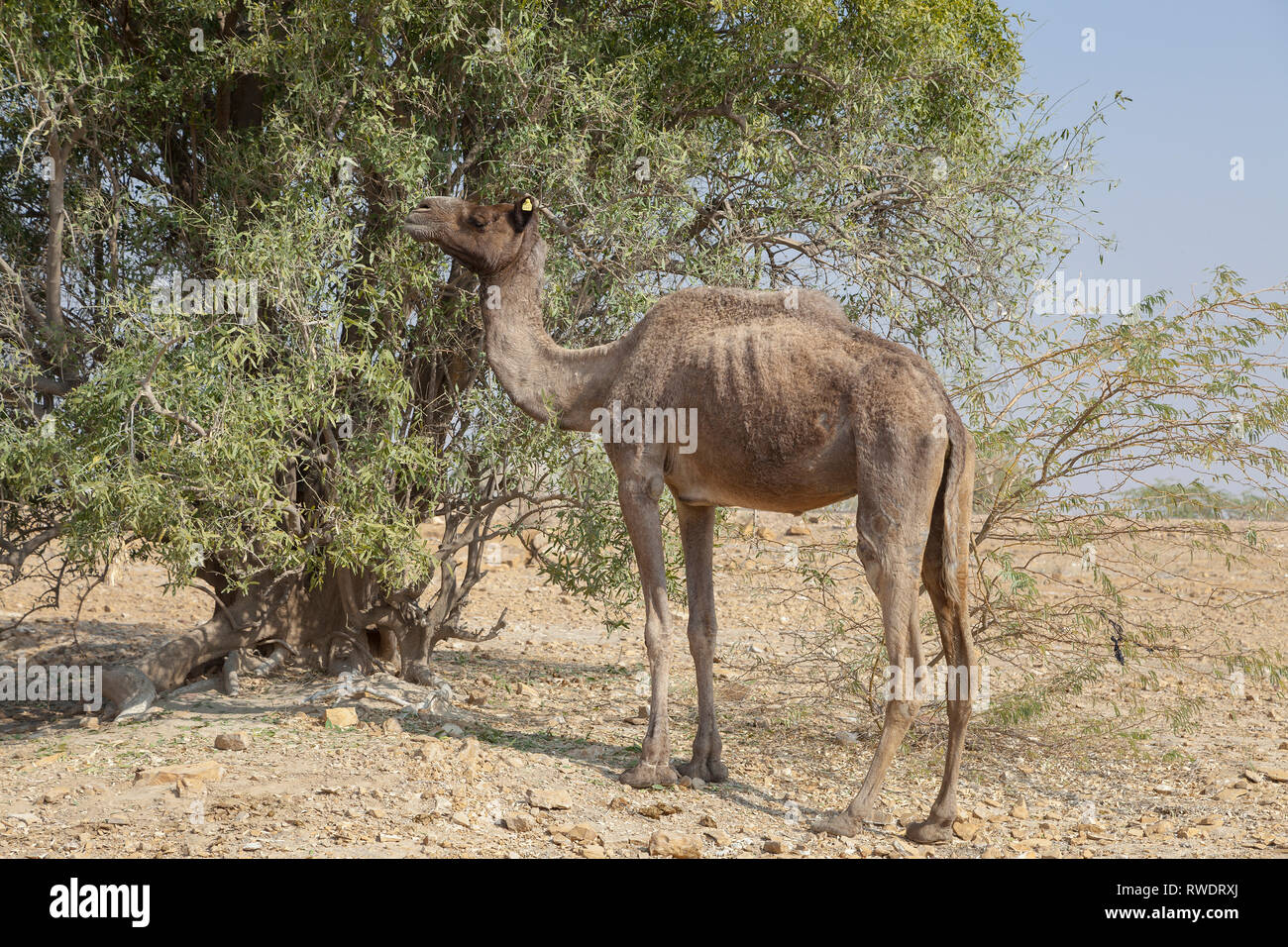Thar Desert Animals And Plants
