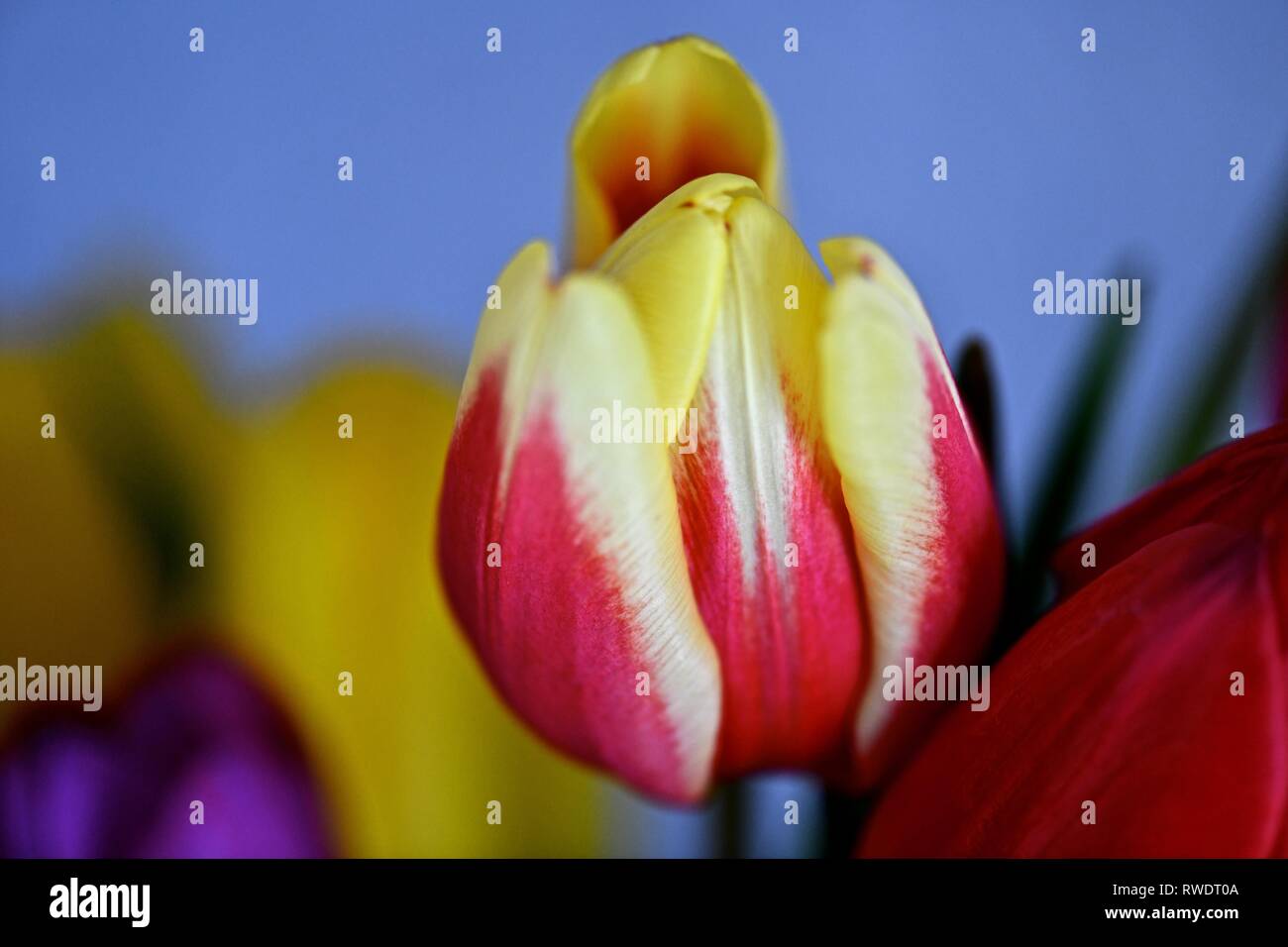 Spring flowers starting to bloom Stock Photo - Alamy