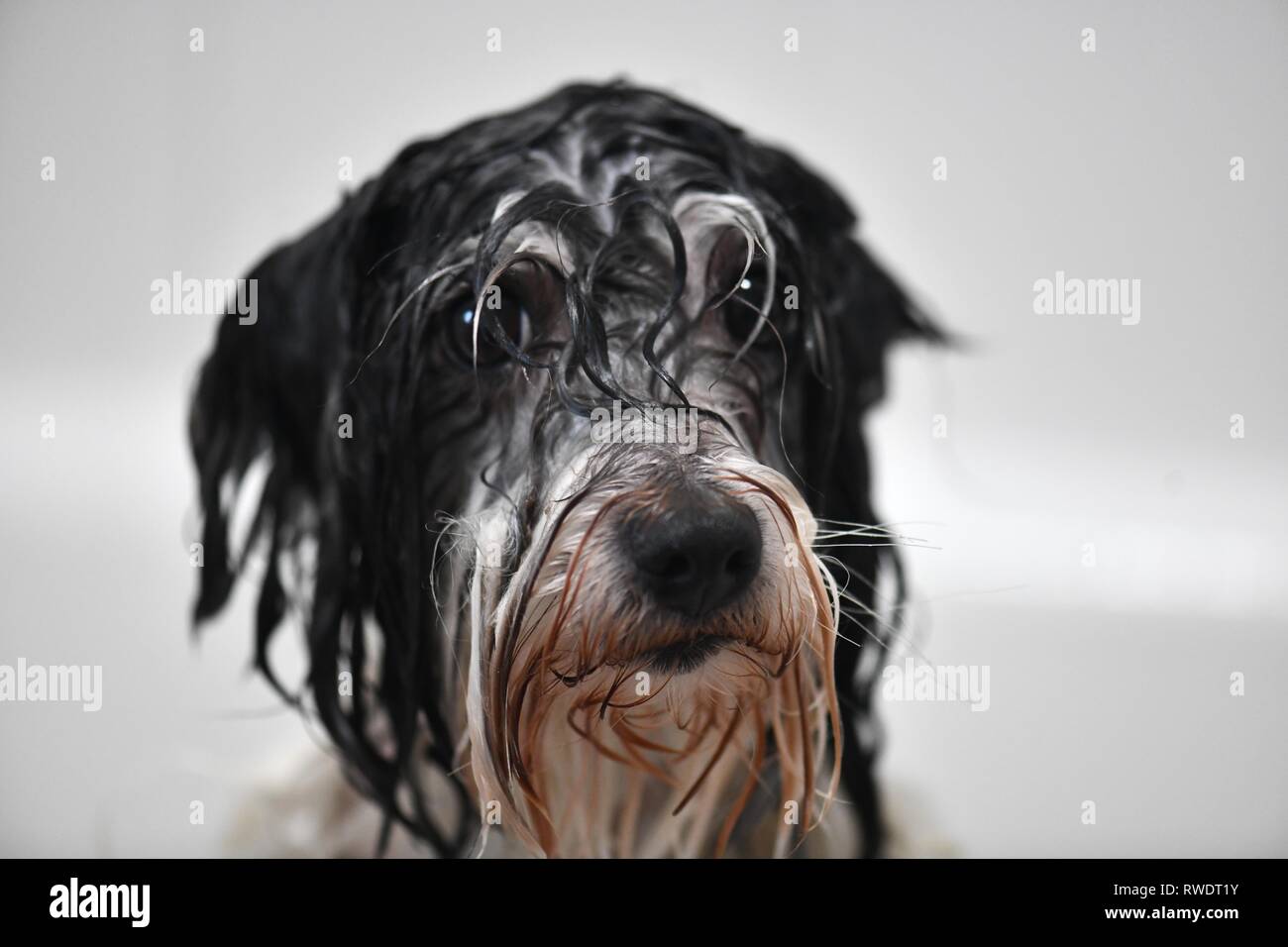 Pet dog, Maltejack, half maltese and half jack Russell Stock Photo - Alamy