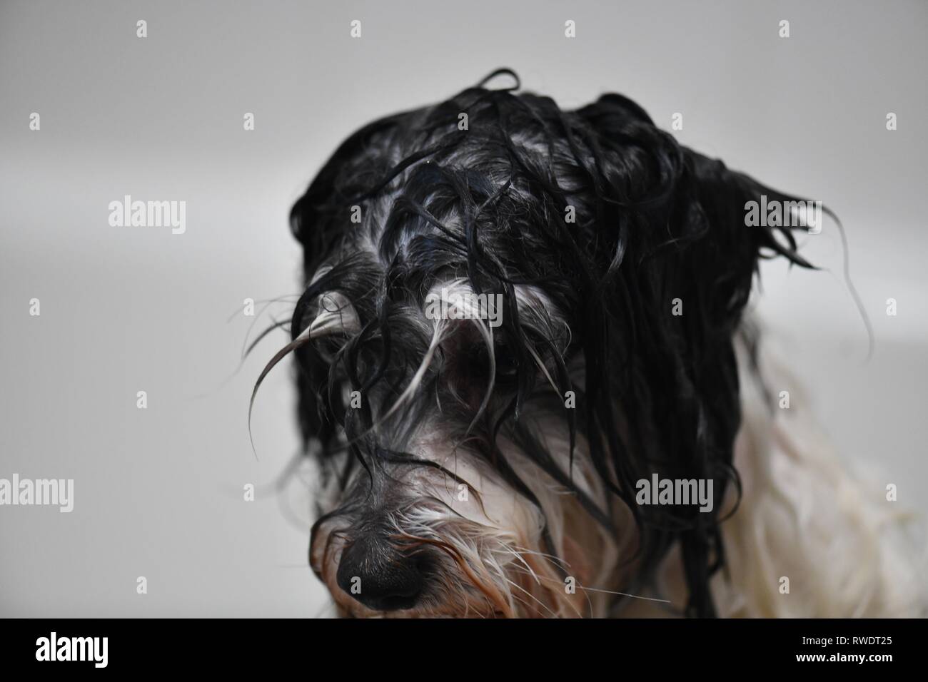 Pet dog, Maltejack, half maltese and half jack Russell Stock Photo - Alamy
