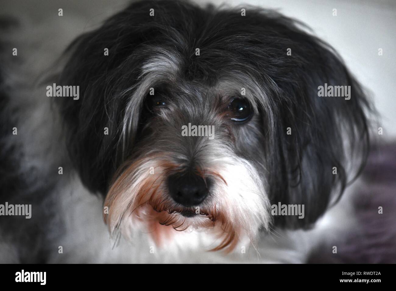 Pet dog, Maltejack, half maltese and half jack Russell Stock Photo - Alamy