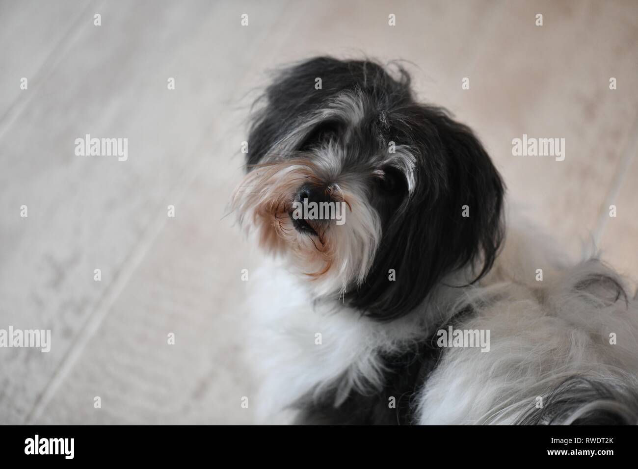 Pet dog, Maltejack, half maltese and half jack Russell Stock Photo - Alamy