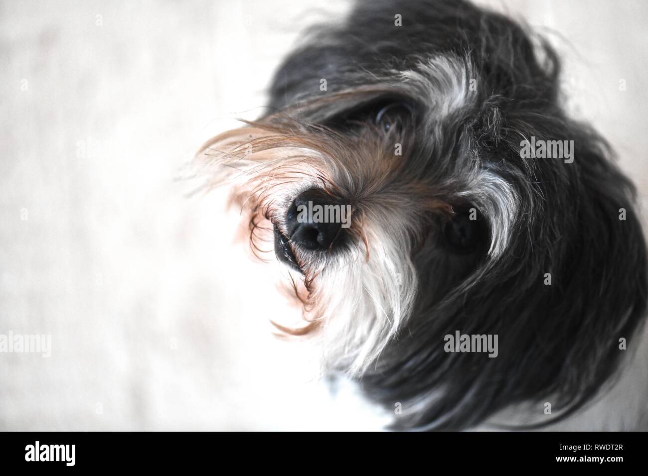 Maltejack hi-res stock photography and images - Alamy