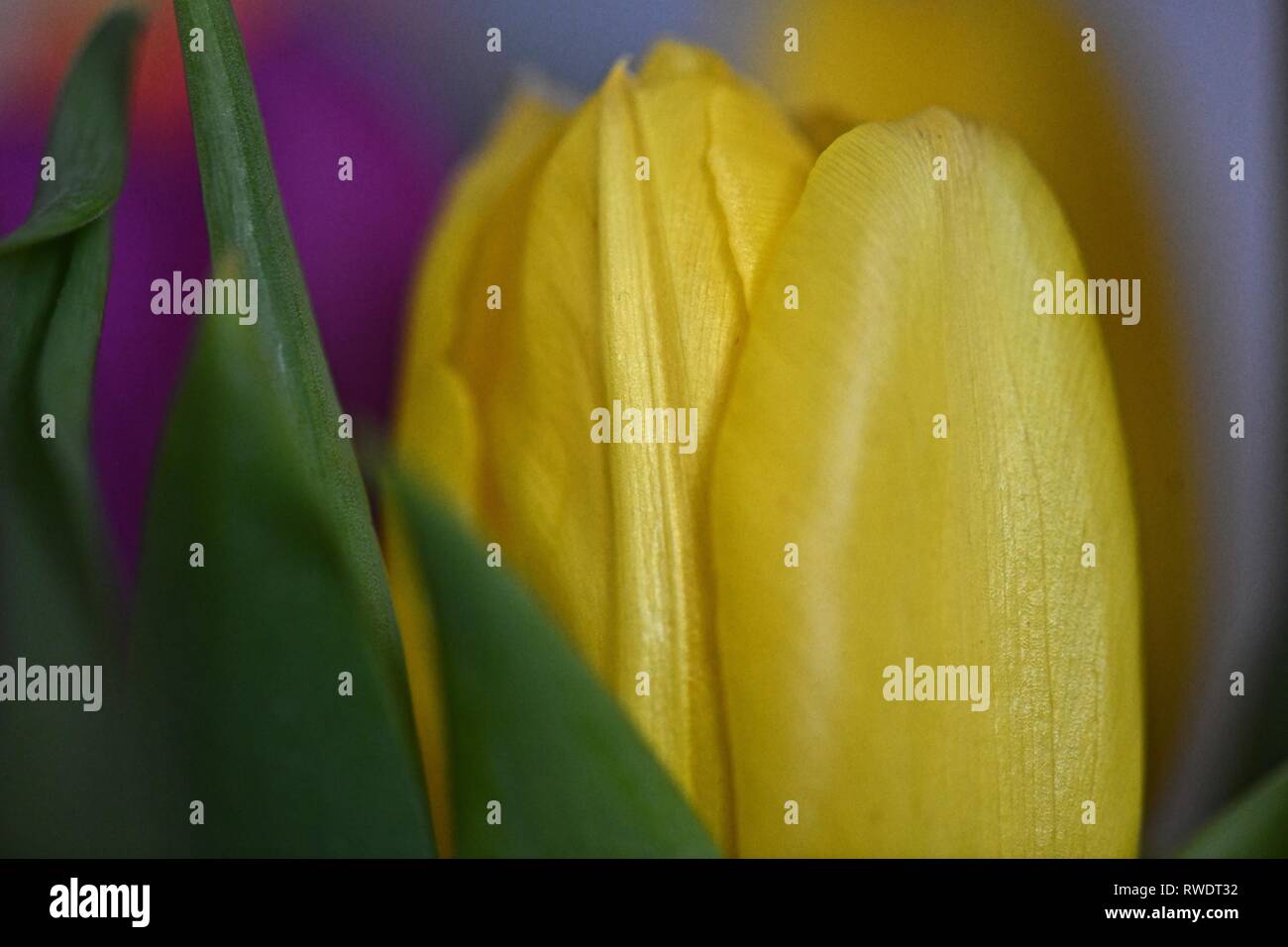 Spring flowers starting to bloom Stock Photo - Alamy