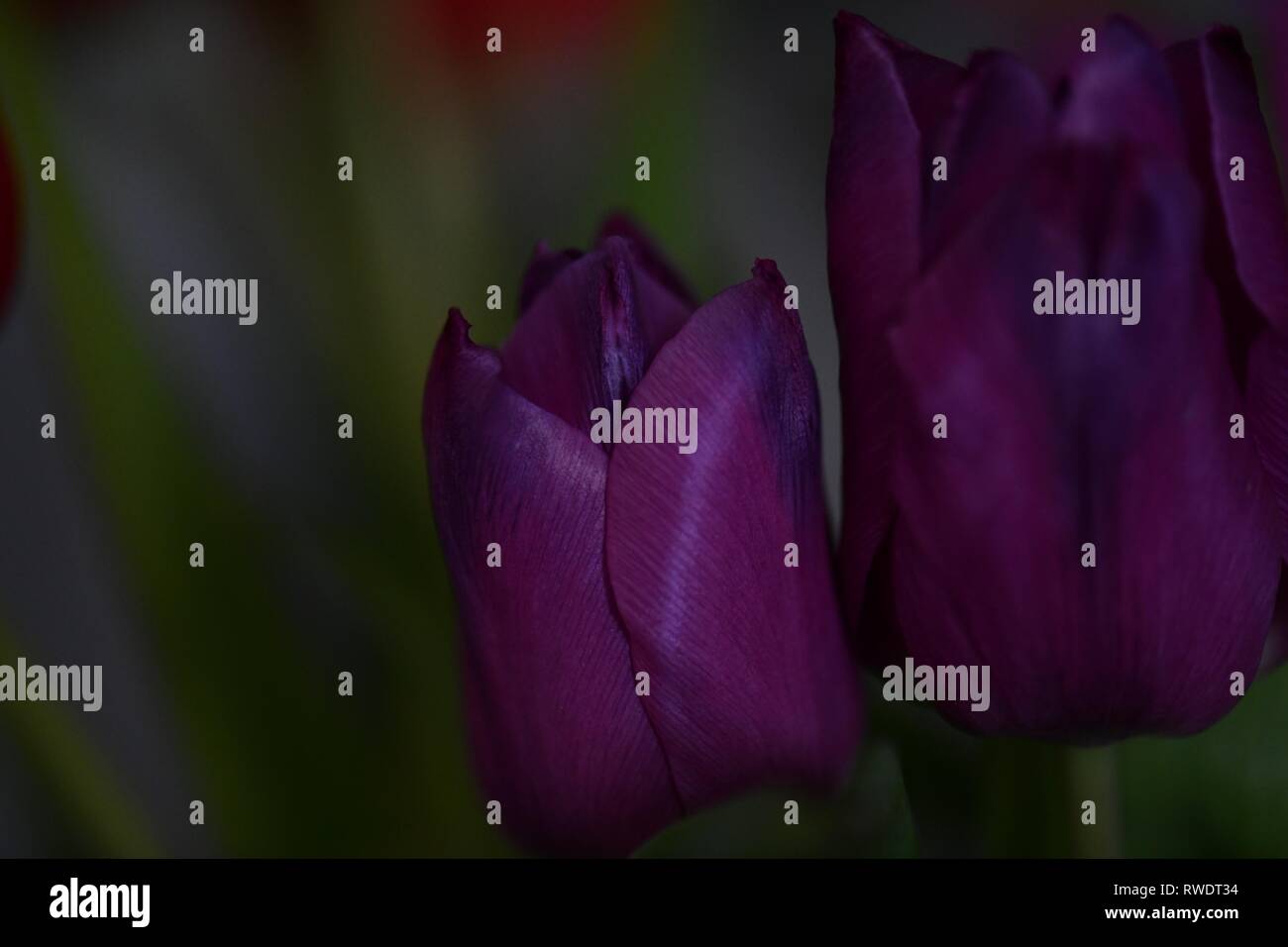 Spring flowers starting to bloom Stock Photo - Alamy