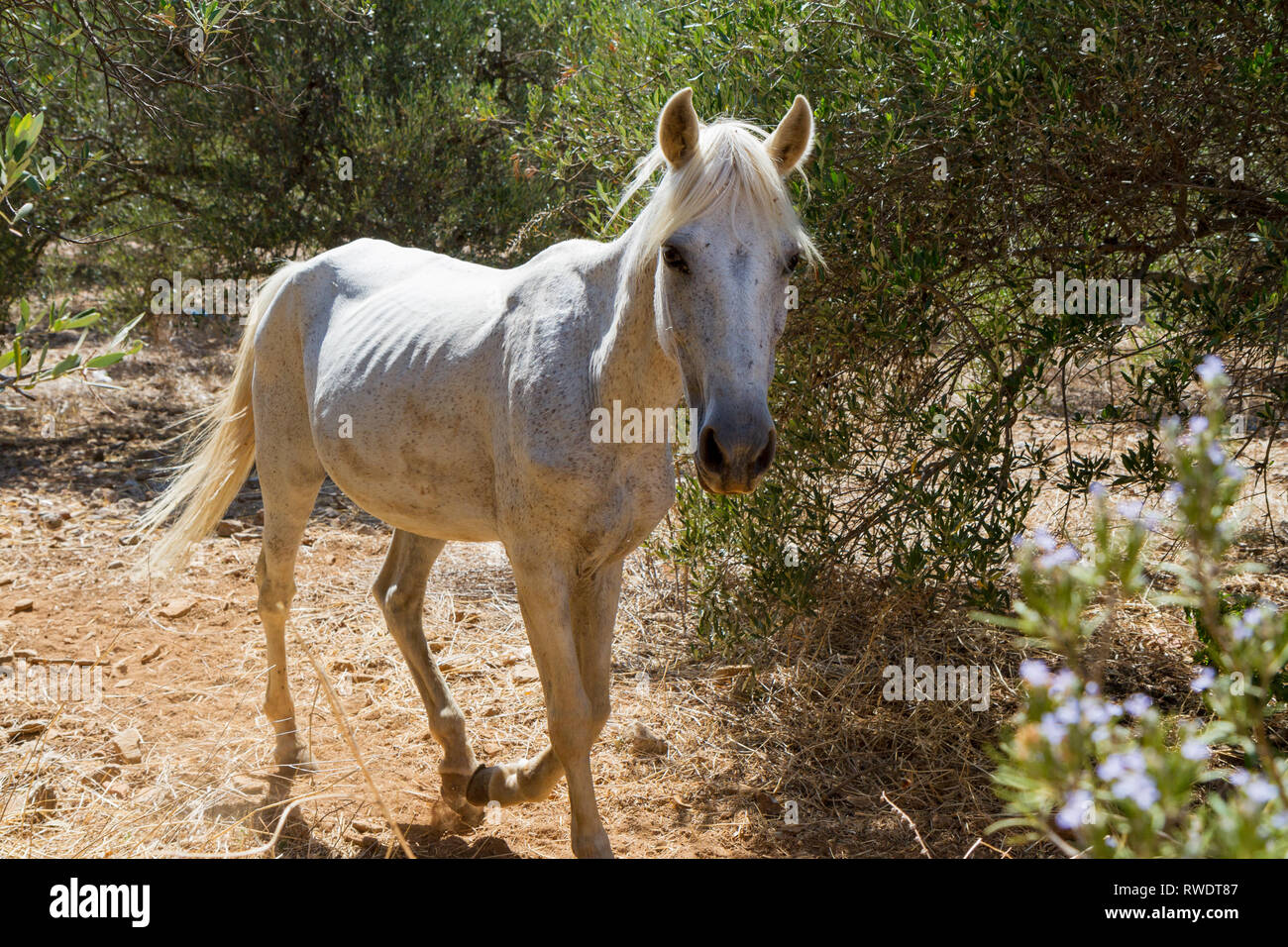 Skinny slim white horse running free in olive tree grove at summer ...