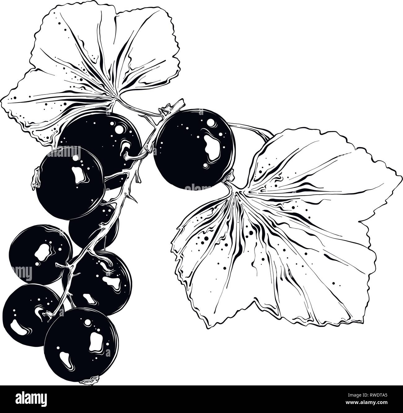 Hand drawn sketch of currant in black. Isolated on white background ...