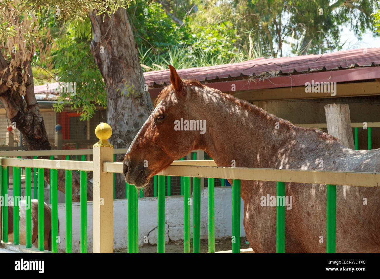 Portrait of brown-white horse in outdoor stables in summer Stock Photo ...