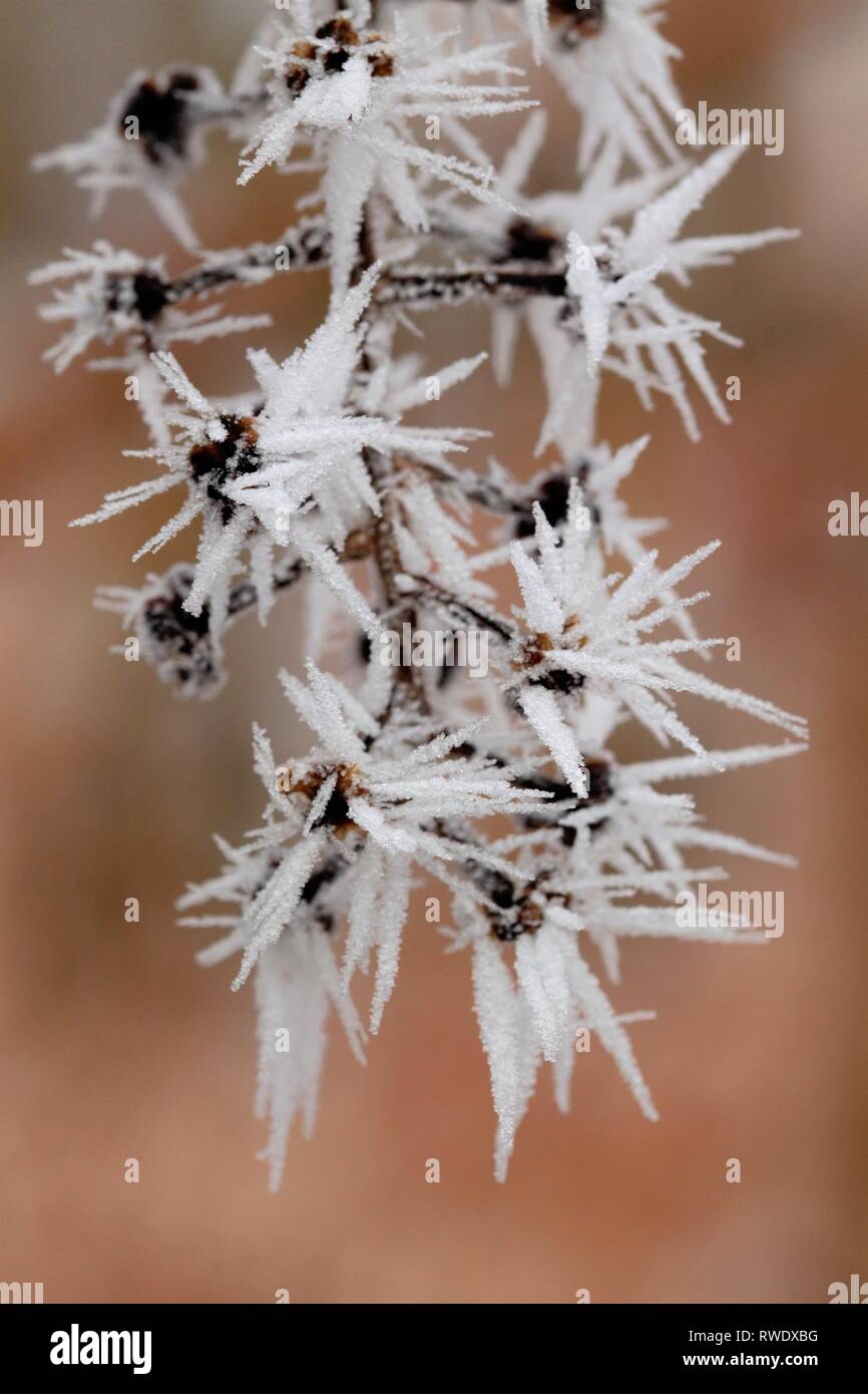 frozen dew on a dead plant, resembling ice flowers on winter Stock ...