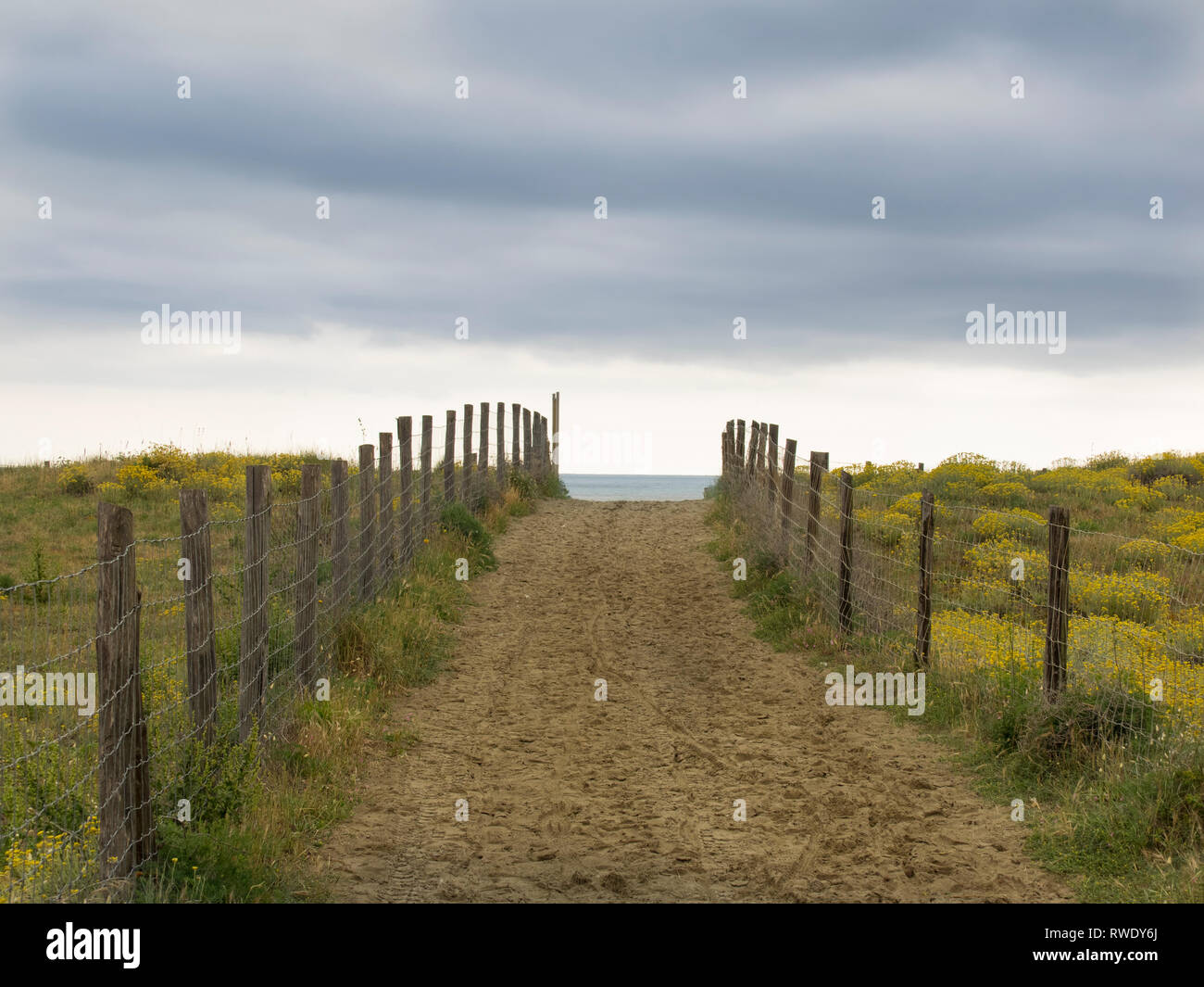 path leading to the ocean between sand dunes covered with yellow ...