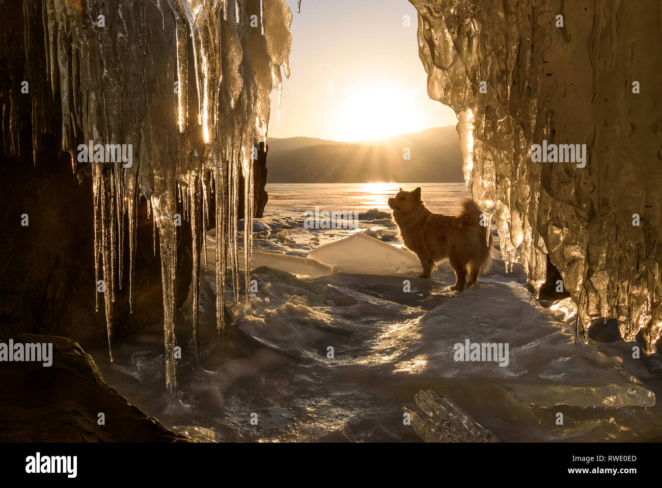 Altai dog hi-res stock photography and images - Alamy