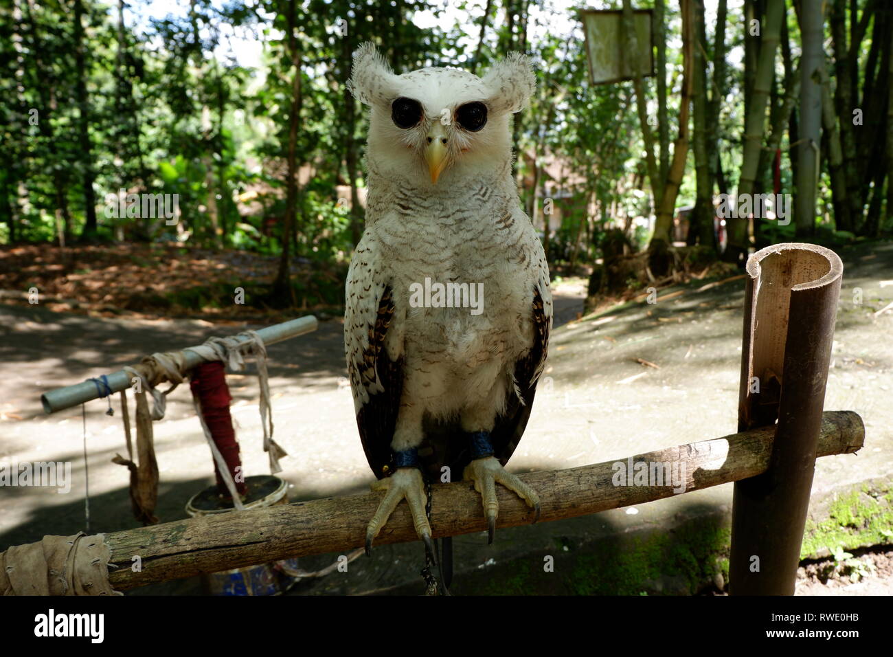 owls are rare with beautiful eyes that live in the wild Stock Photo - Alamy
