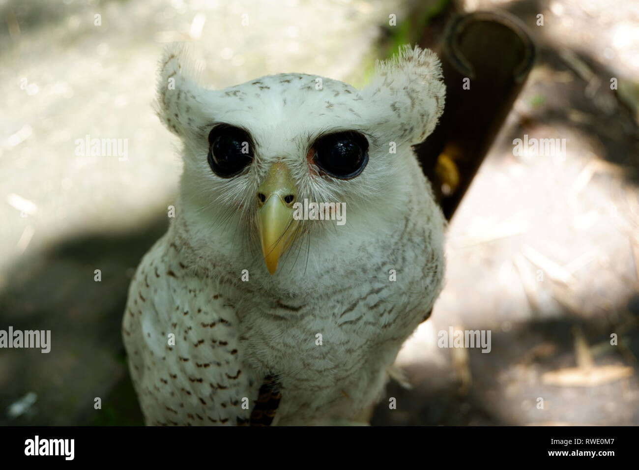 owls are rare with beautiful eyes that live in the wild Stock Photo - Alamy
