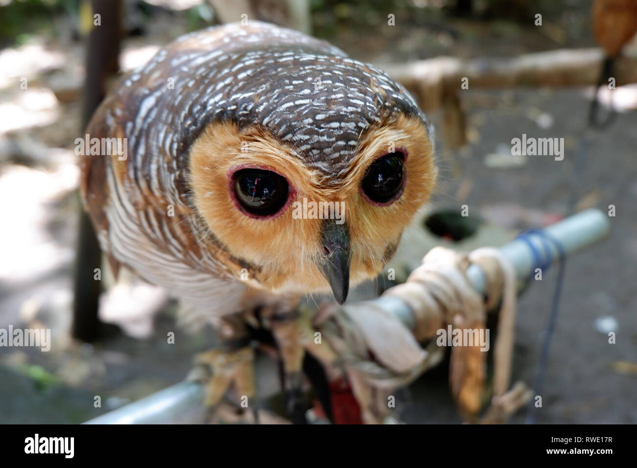 owls are rare with beautiful eyes that live in the wild Stock Photo - Alamy