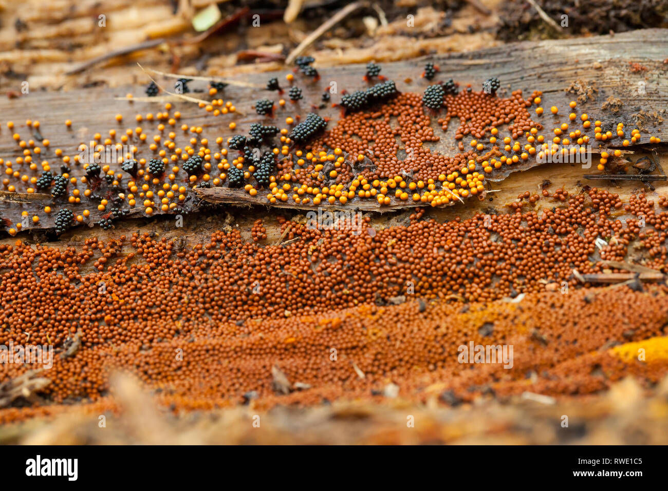 Different species of slime mold on rotten tree trunk Stock Photo - Alamy
