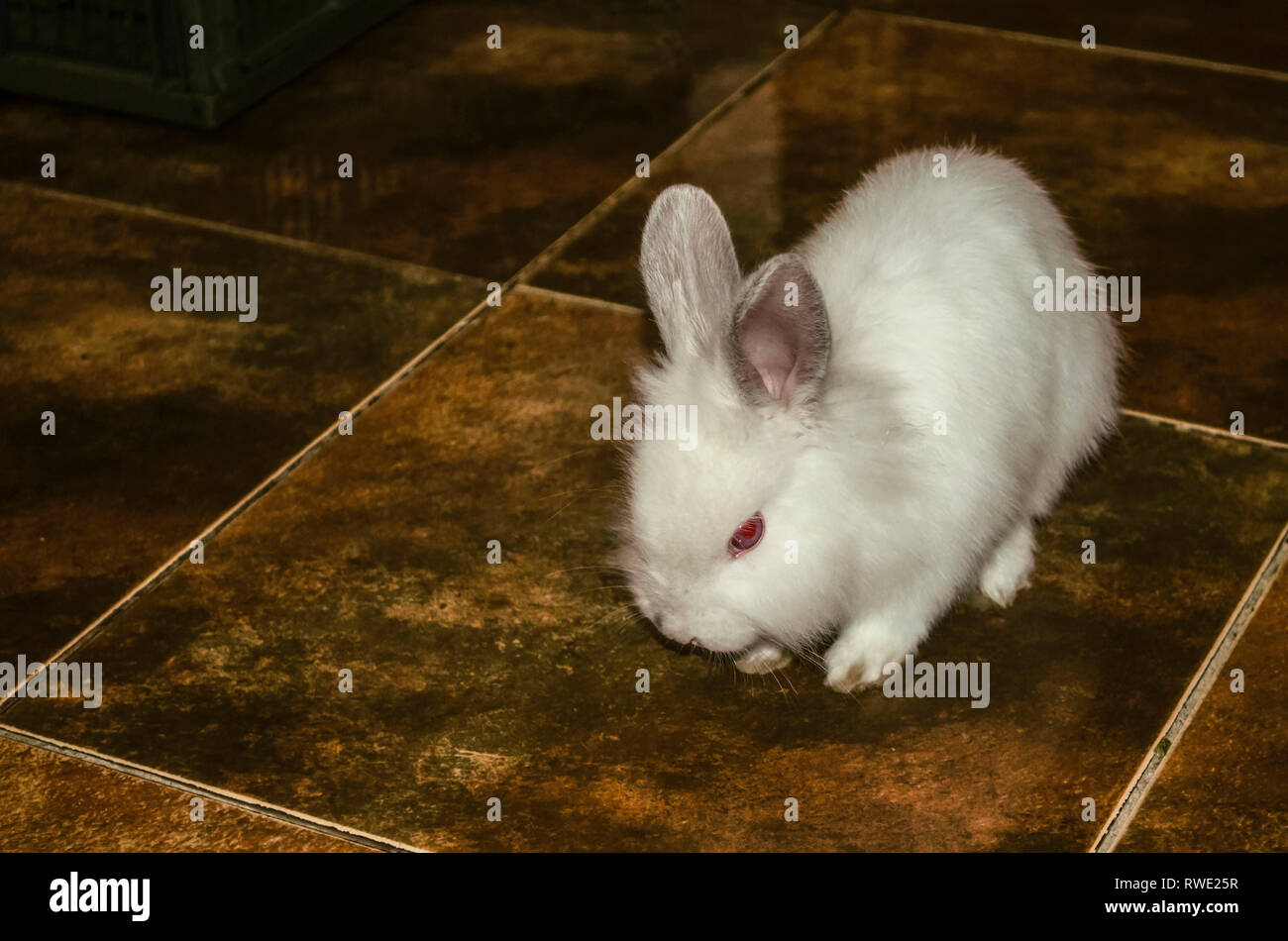 Little white two-month-old rabbit gets acquainted with new housing ...