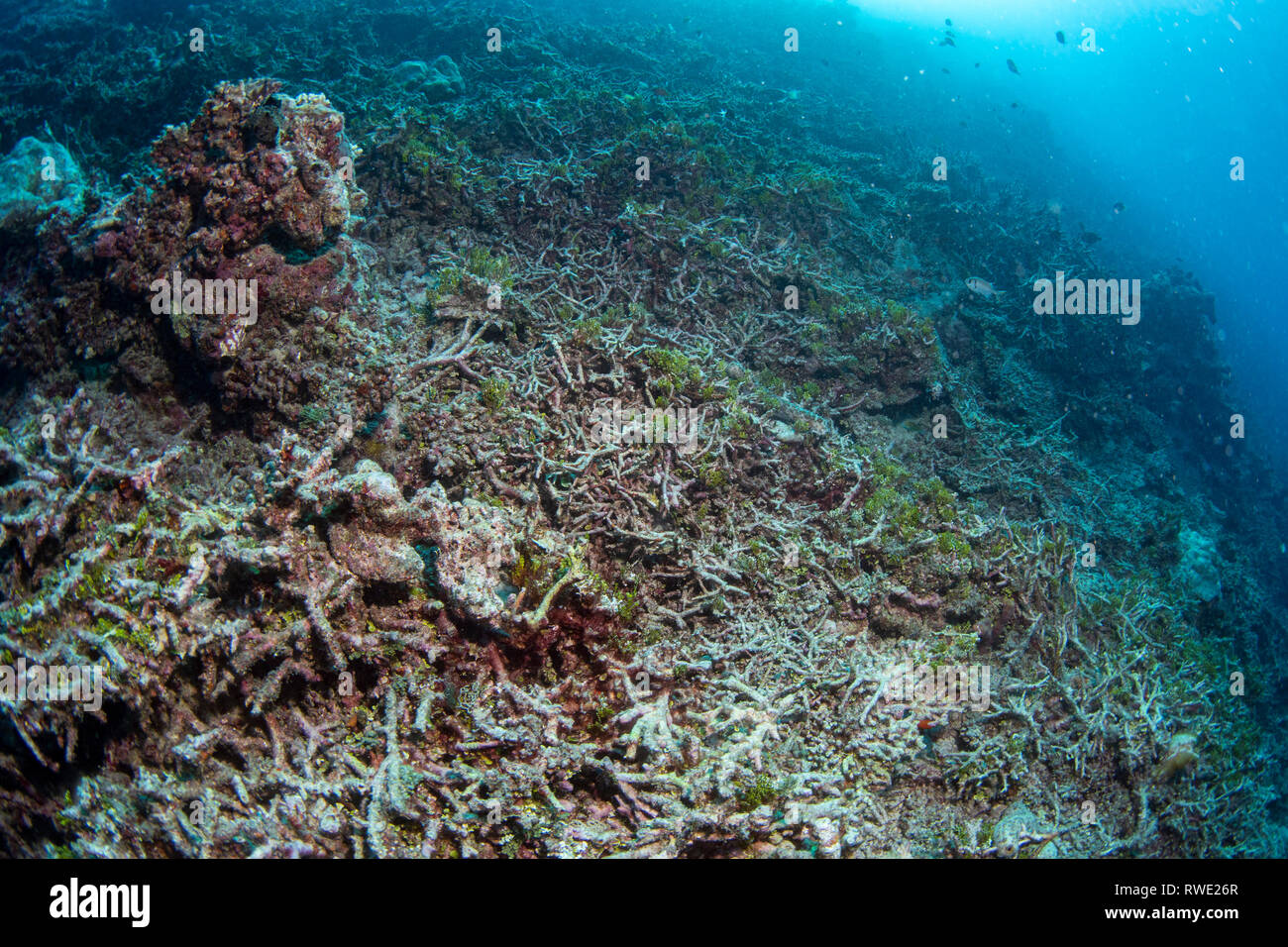 Dead coral hi-res stock photography and images - Alamy