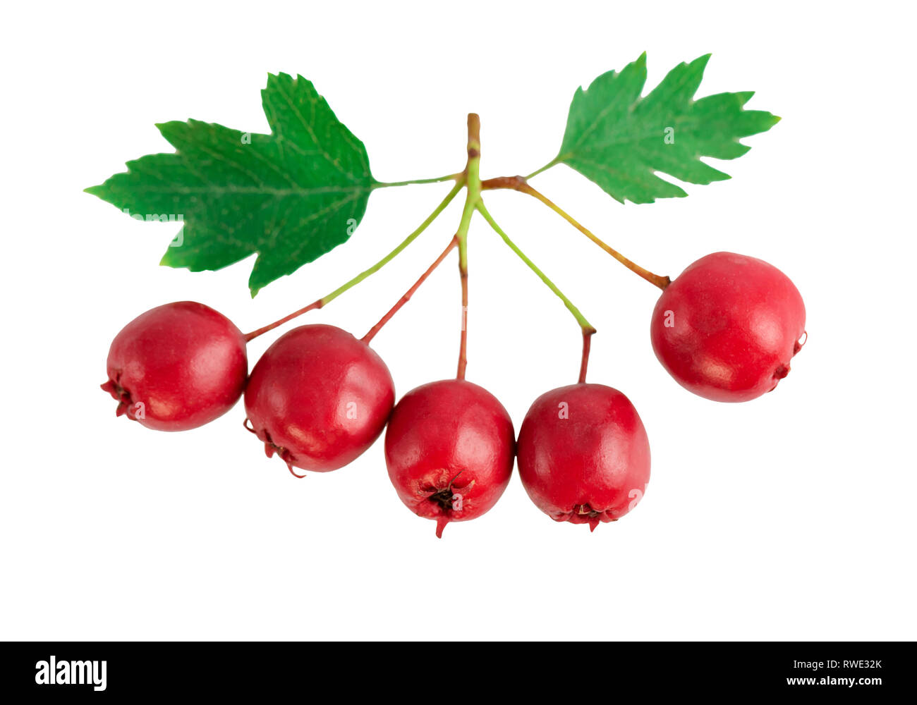 Berries of hawthorn hi-res stock photography and images - Alamy