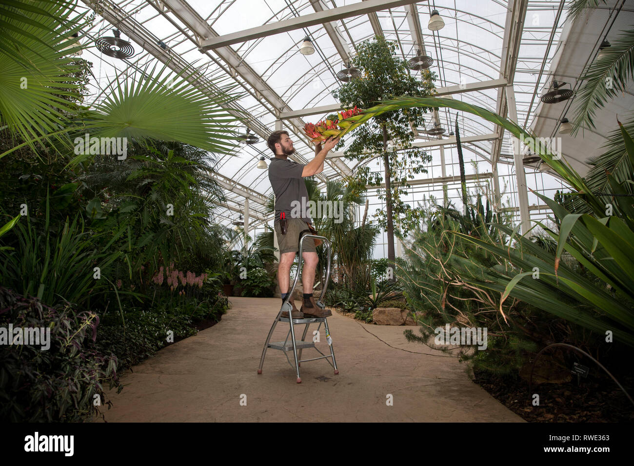 Callum Munro-Faure looks over the 18-year-old giant spear lily ...