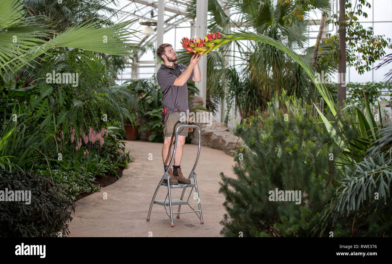 Callum Munro-Faure looks over the 18-year-old giant spear lily ...