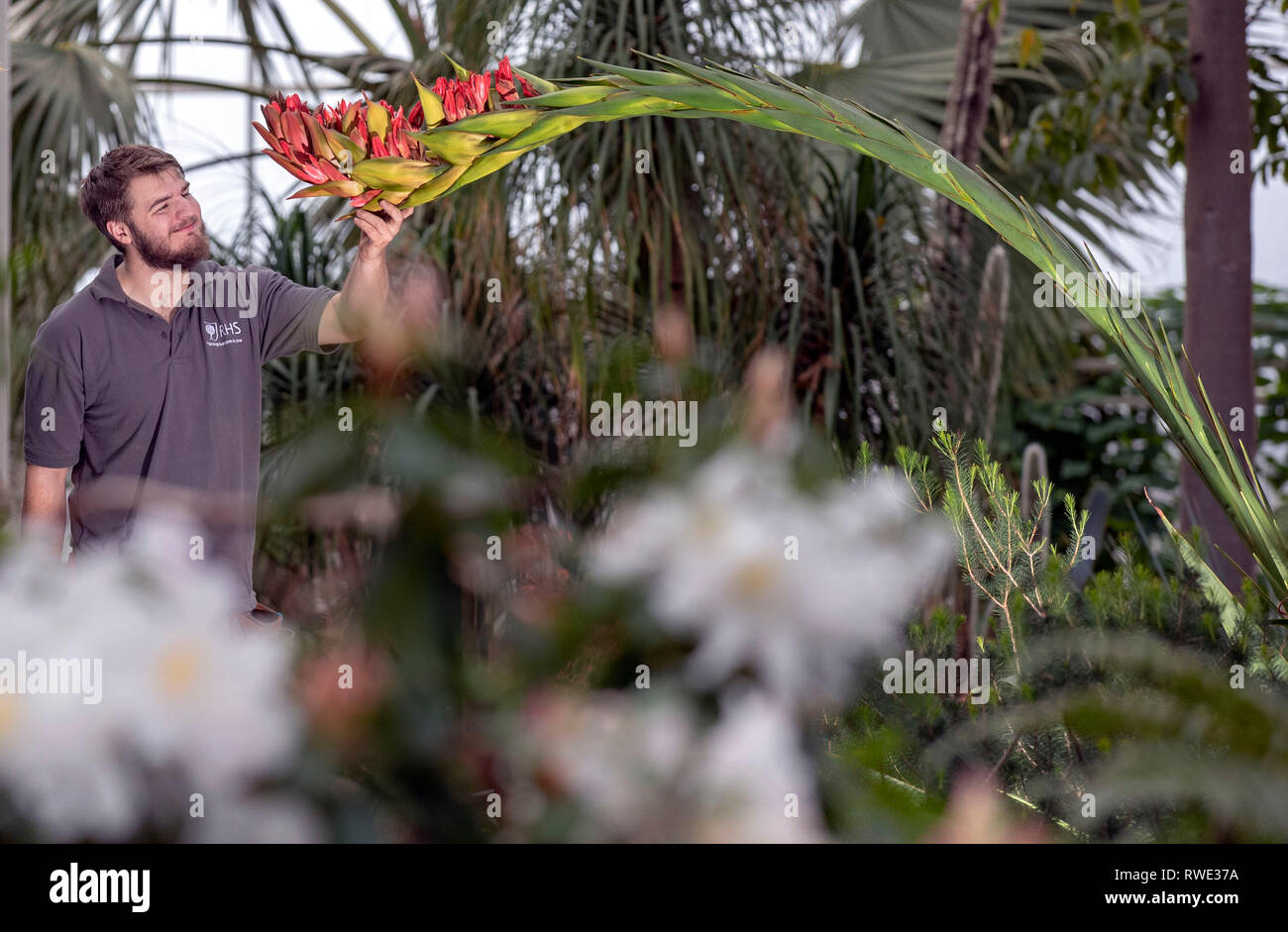 Callum Munro-Faure looks over the 18-year-old giant spear lily ...