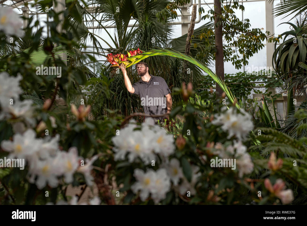 Callum Munro-Faure looks over the 18-year-old giant spear lily ...