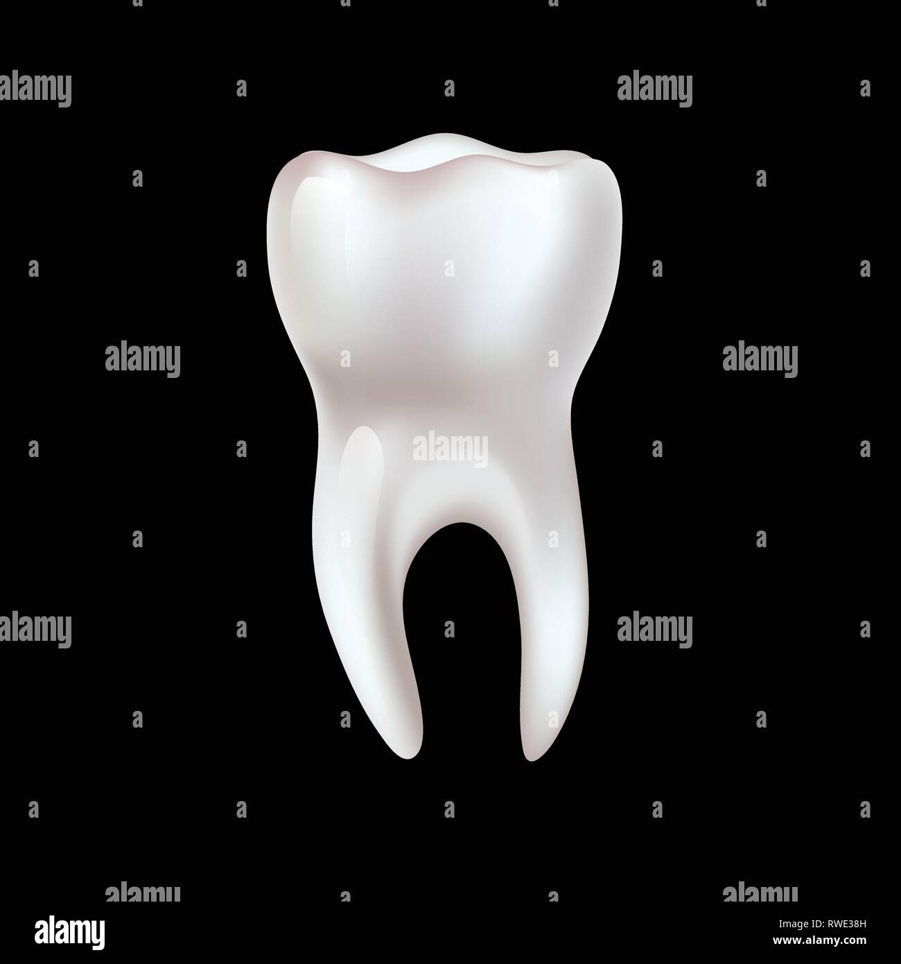 Realistic teeth anatomy illustration Stock Vector Image & Art - Alamy