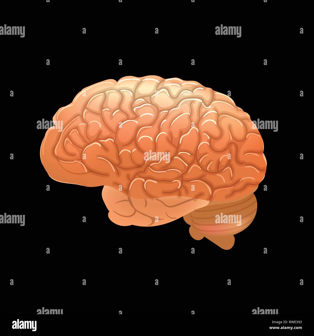 Realistic human brain isolated on black background Stock Vector Image ...