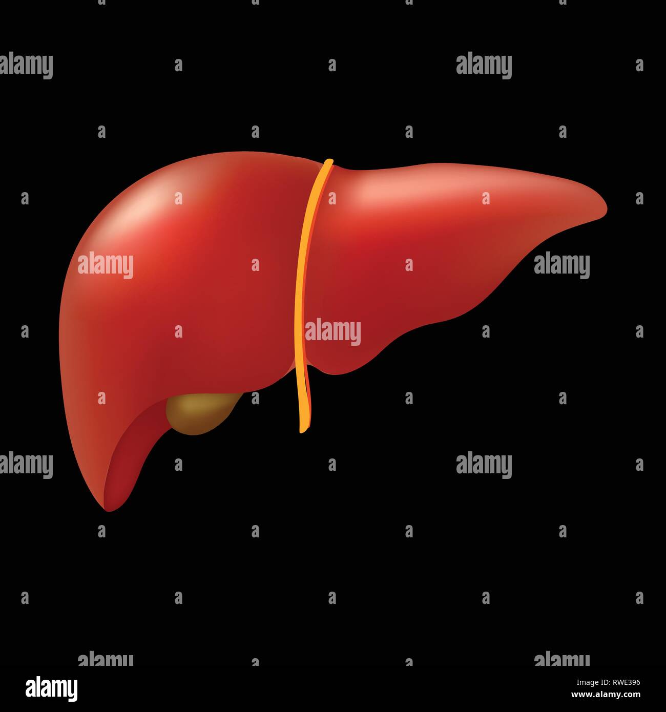 Realistic human liver isolated on black background Stock Vector Image ...