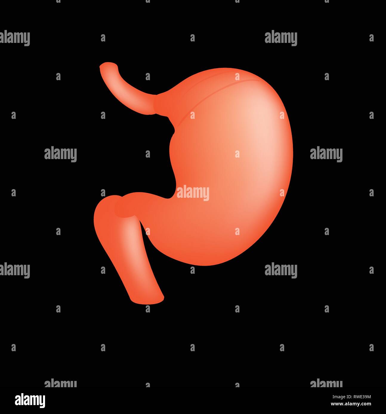 Realistic human stomach isolated on black background Stock Vector Image ...