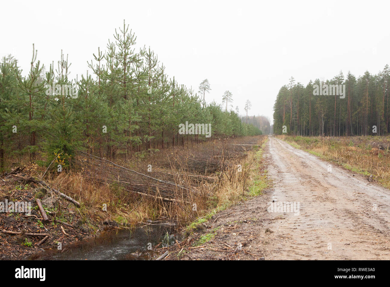 Dirt track running through forest with forest clearance and ...
