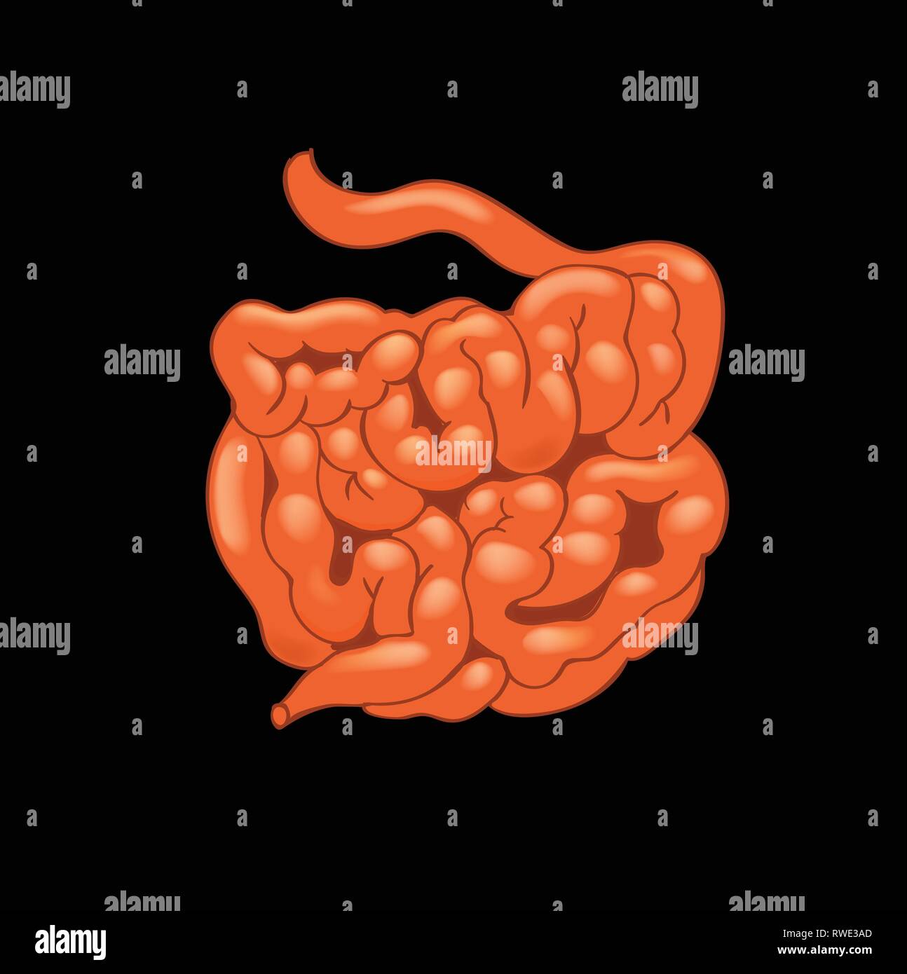 Realistic human small intestine isolated on white background Stock ... Realistic human small intestine isolated on white background Stock ...