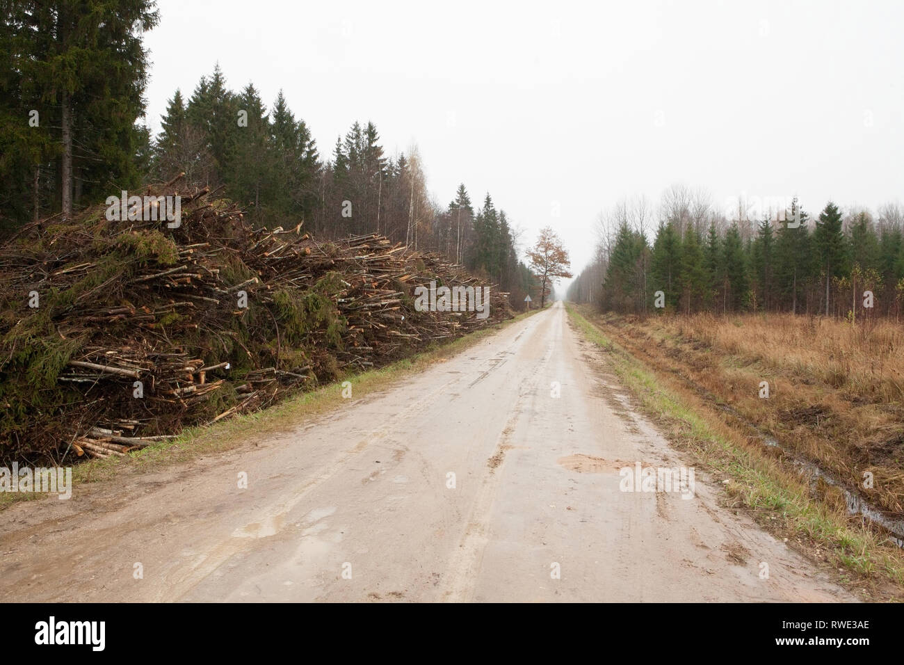 Dirt track running through forest with stacked forest clearance trees ...
