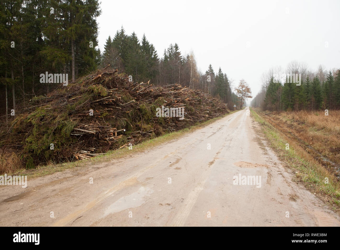 Dirt track running through forest with stacked forest clearance trees ...