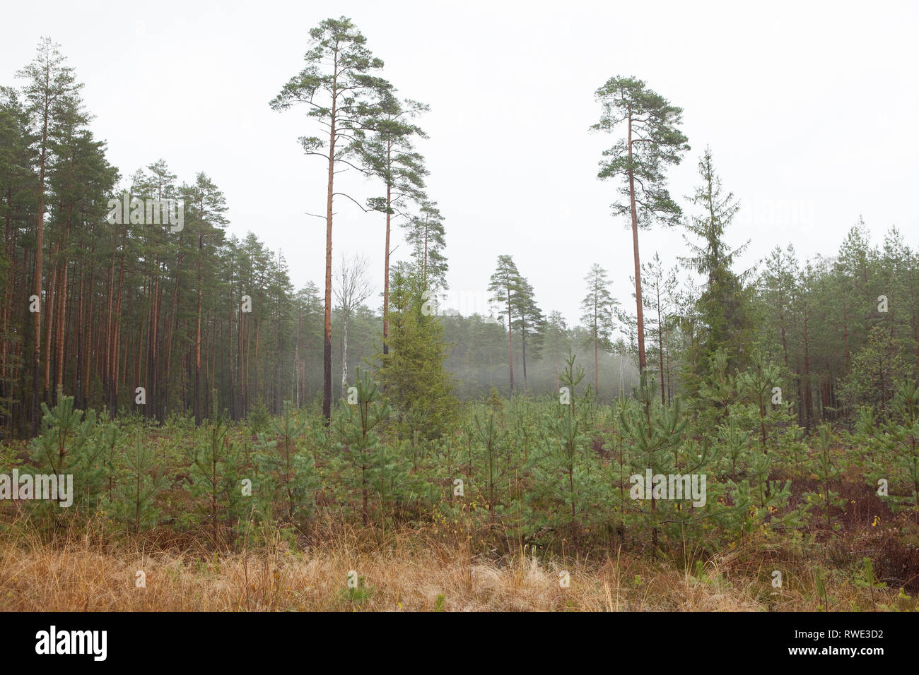 Reforestation europe hi-res stock photography and images - Alamy