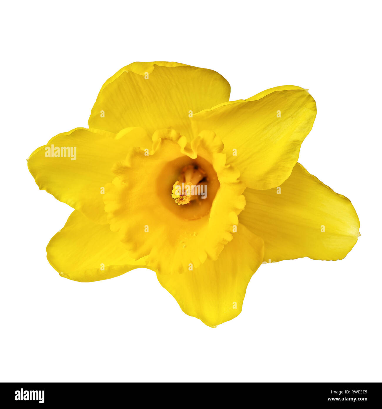 Daffodil Flower One Yellow Flower Isolated On White Stock Photo - Alamy