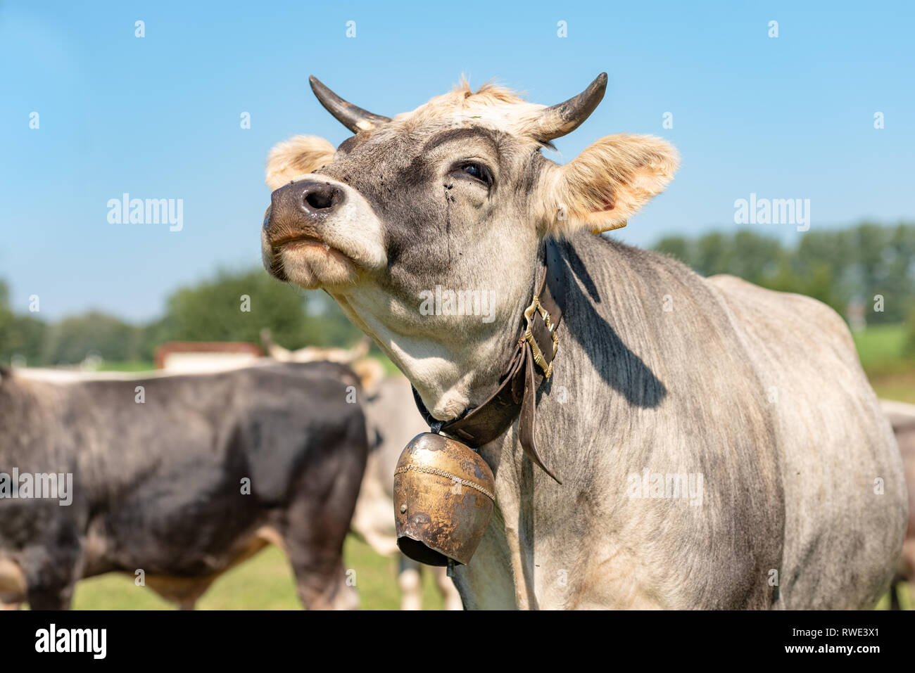 charolais cow portrait. livestock on a green meadow Stock Photo - Alamy