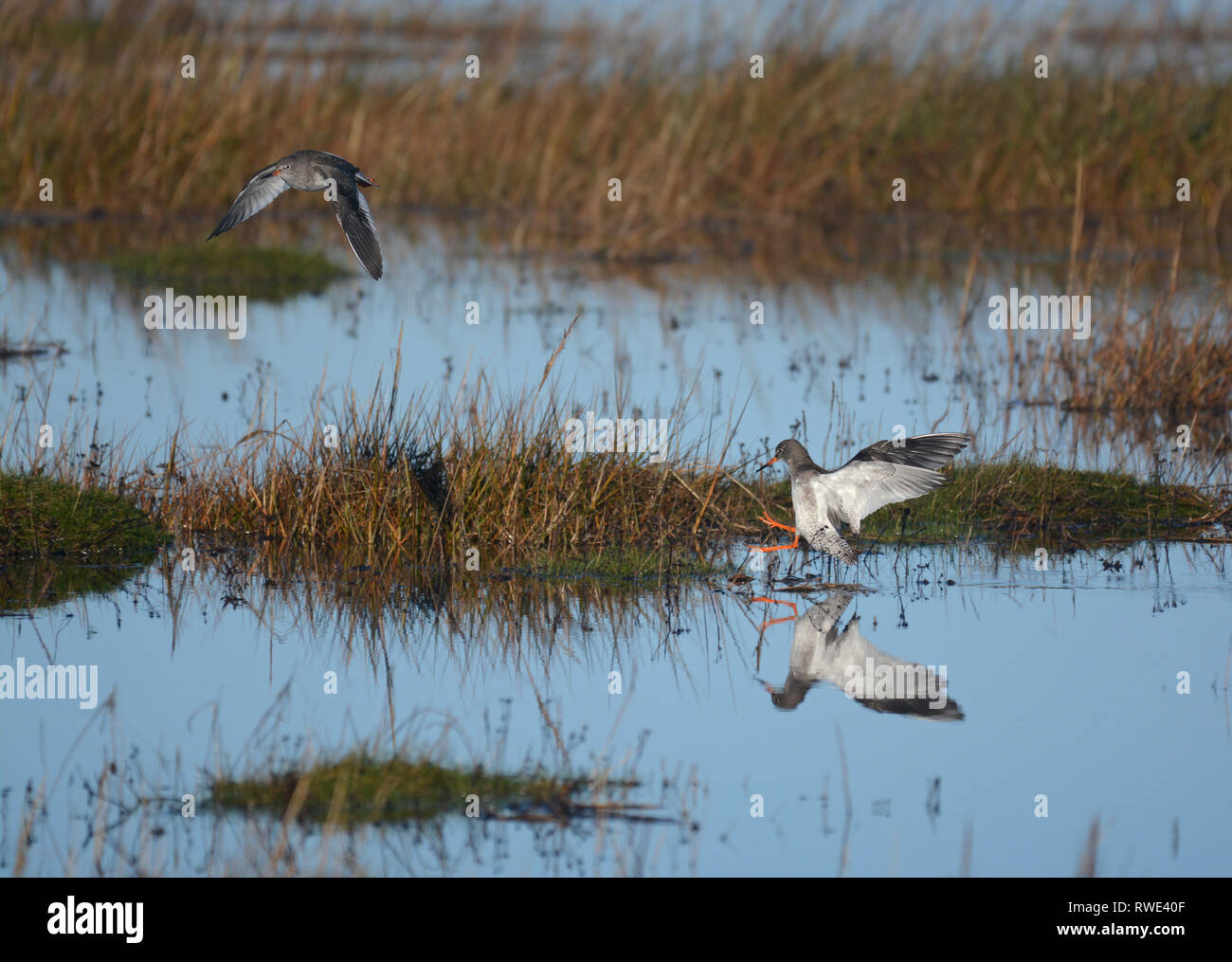 common redshank, Tringa totanus, landing, adult bird, side view ...