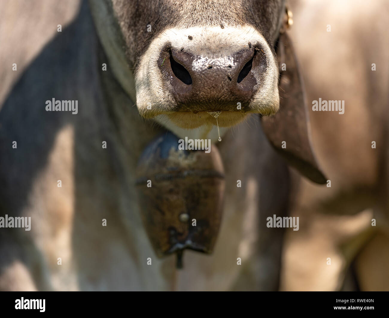 brown cow nose close-up. Livestock with cowbell Stock Photo - Alamy