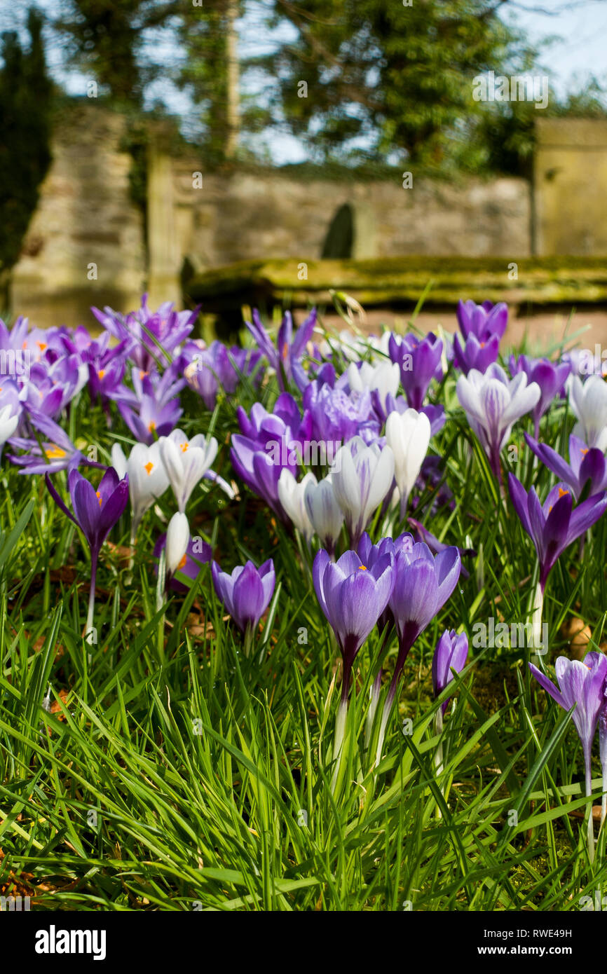 Spring flowers in scotland hi-res stock photography and images - Alamy