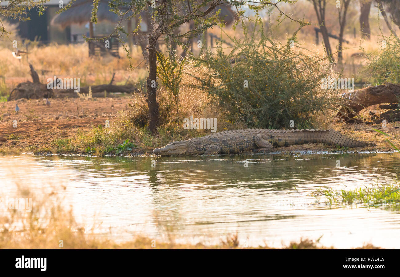 large Nile crocodile or croc lying in the shadow of a tree next to a ...