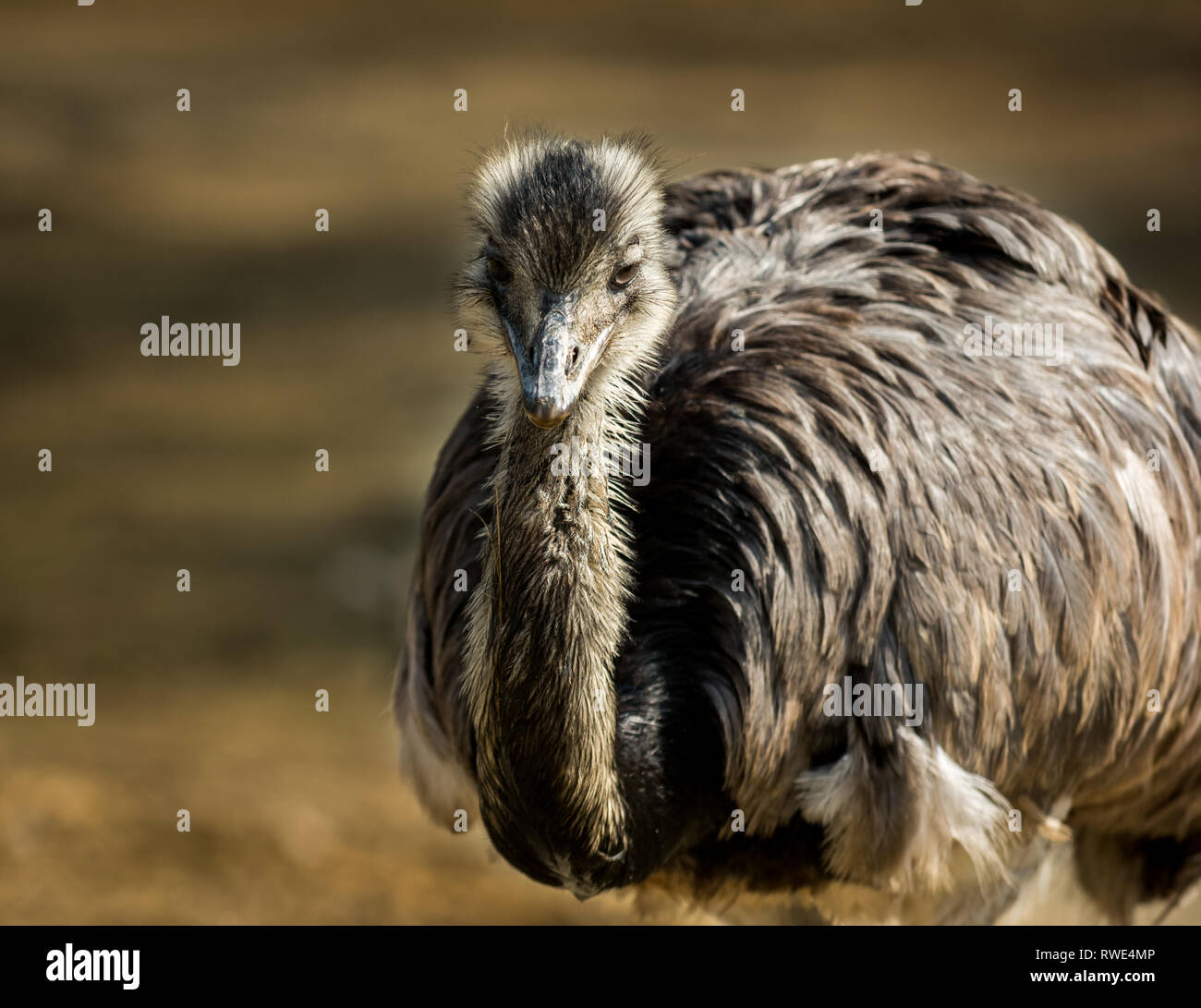 Bird the Brown emu (Dromaius novaehollandiae). Wildlife animal Stock ...