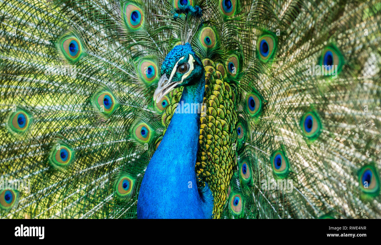 Very nice and colorful Male of Indian peafowl (Pavo cristatus ...