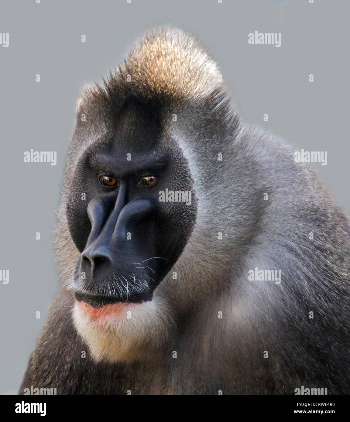 Drill male (mandrillus leucophaeus Stock Photo - Alamy