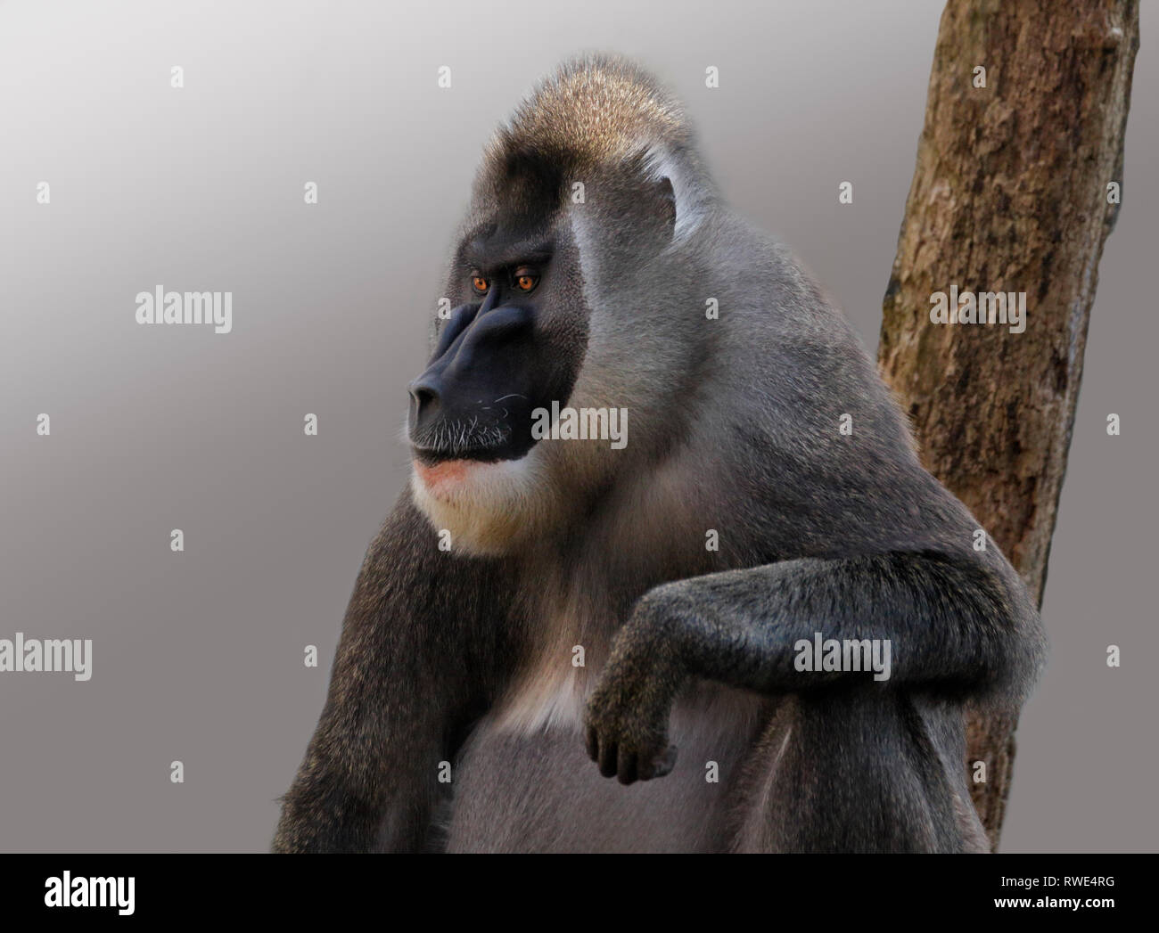 Wild drill apes hi-res stock photography and images - Alamy