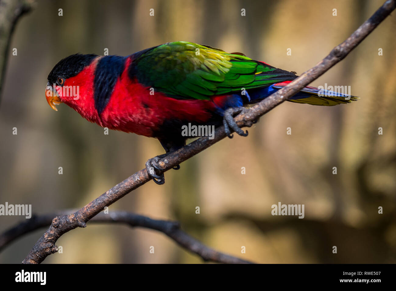 Black capped lory bird lorius lory hi-res stock photography and images - Alamy