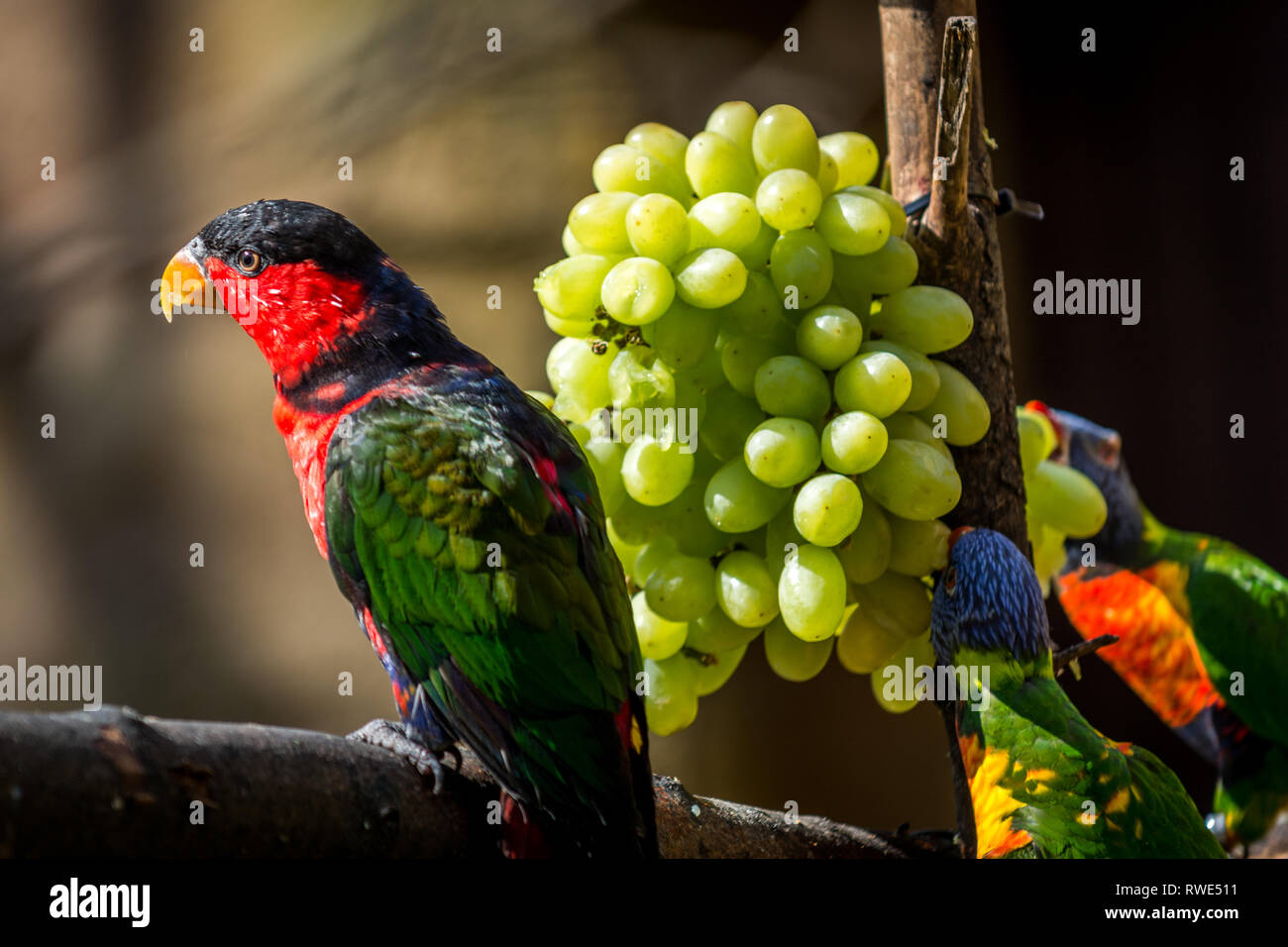 Very nice parrot Black-capped lory (Lorius lory). Wildlife animal Stock ...