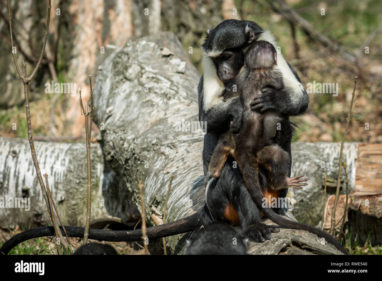 Monkey the Diana monkey (Cercopithecus diana) Wildlife animal Stock ...