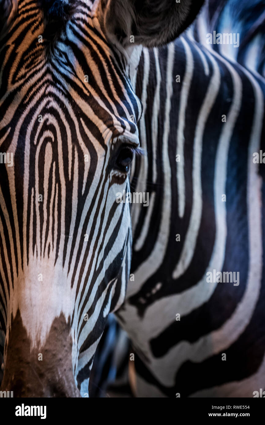 Grevy's zebra hi-res stock photography and images - Alamy