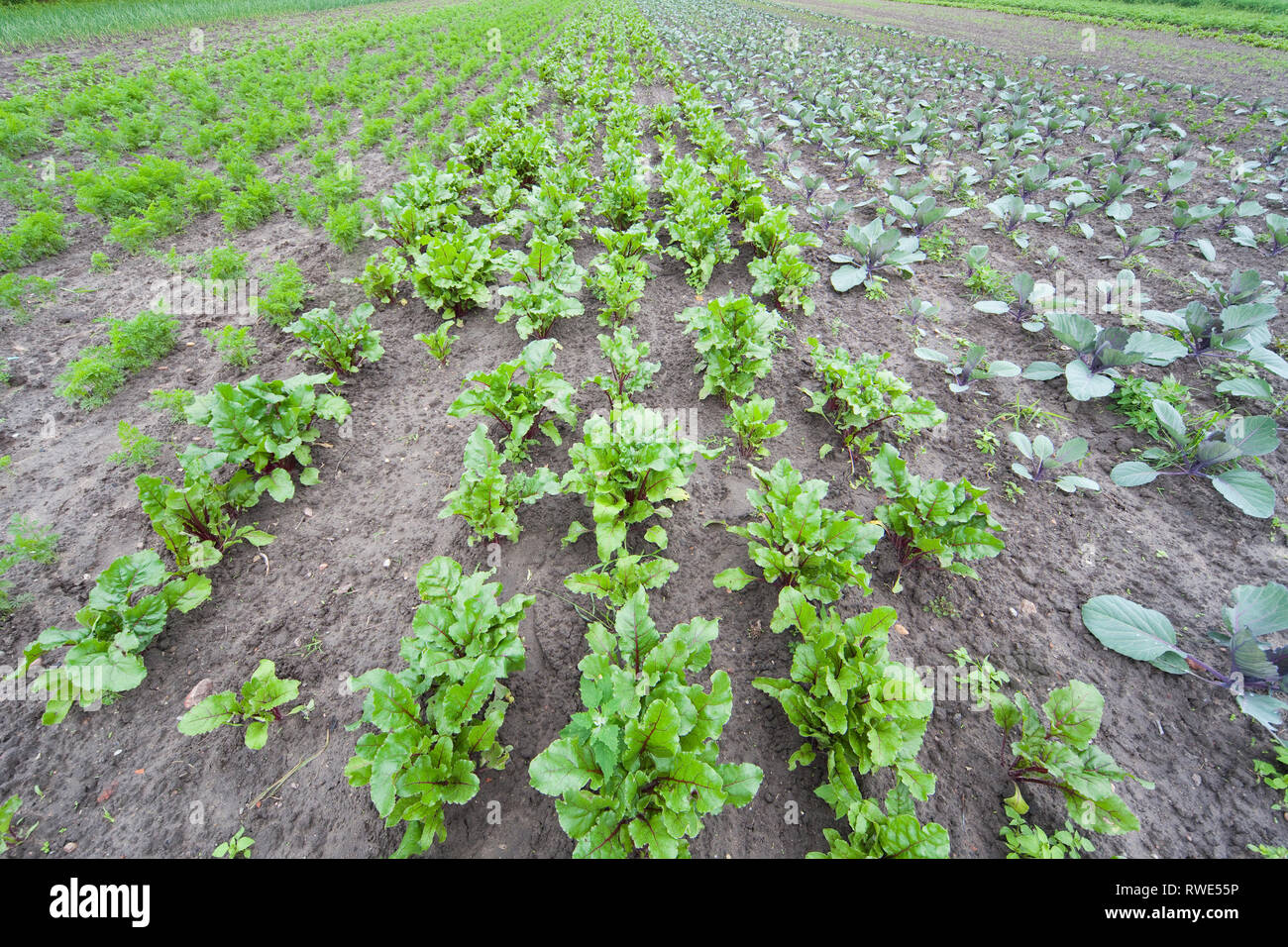 healthy ecological plantation of beetroot - Poland - photo taken by ...
